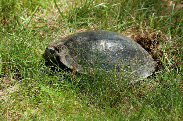 A large female Red-eared Slider laying eggs in a grassy area ...