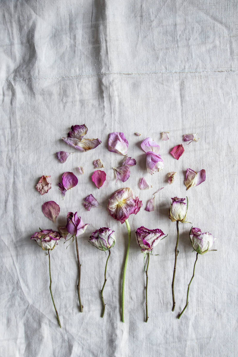 Overhead shot of pink flowers in a row on a linen background. - Royalty ...