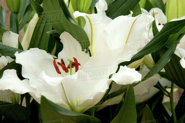 Large white lily.; Longwood Gardens, Pennsylvania. - Royalty-free Stock ...