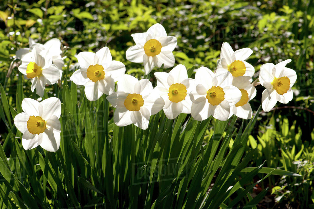 Line of spring daffodils, Narcissus species, in flower in springtime ...