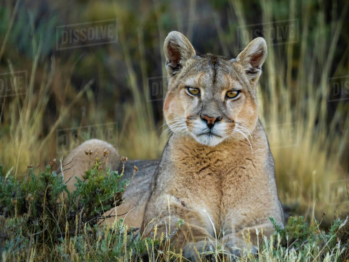 Portrait of a Puma (Puma concolor) lying in the grass looking at the ...
