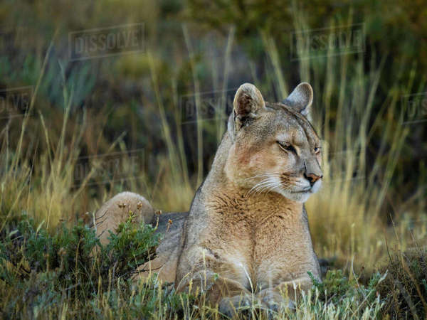 Portrait of a Puma (Puma concolor) lying in grasses, Torres del Paine ...