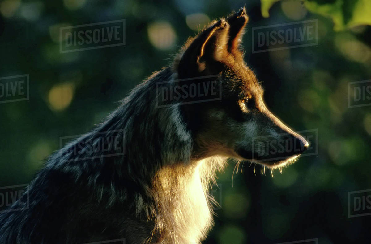 Adult female Mexican gray wolf (Canis lupus baileyi) bred in captivity ...