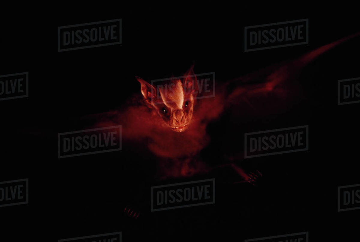 New world leaf-nosed bat (Phyllostomidae) emerges from the darkness at ...