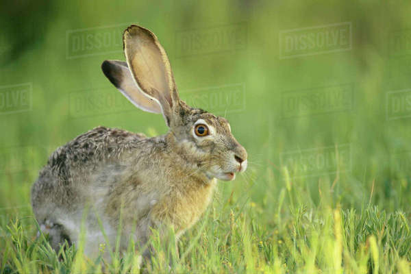 Close-up portrait of a Black-tailed jackrabbit (Lepus californicus ...