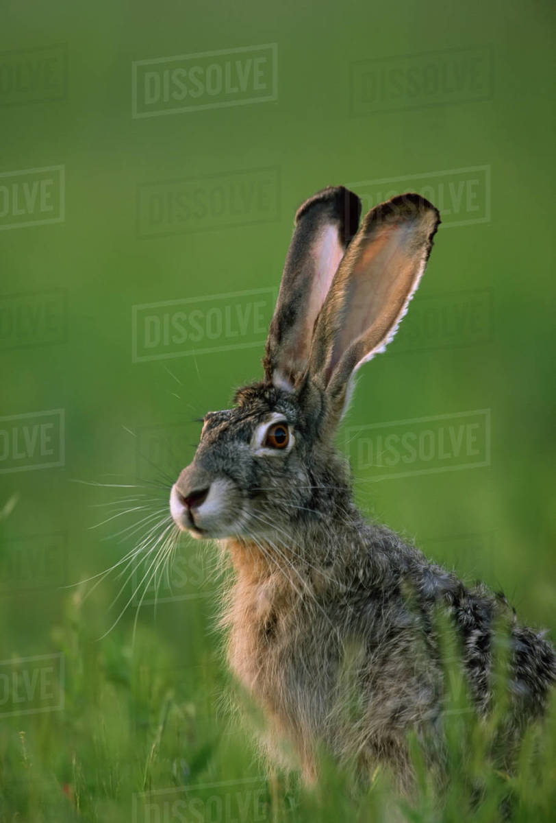Close-up portrait of a Black-tailed jackrabbit (Lepus californicus ...