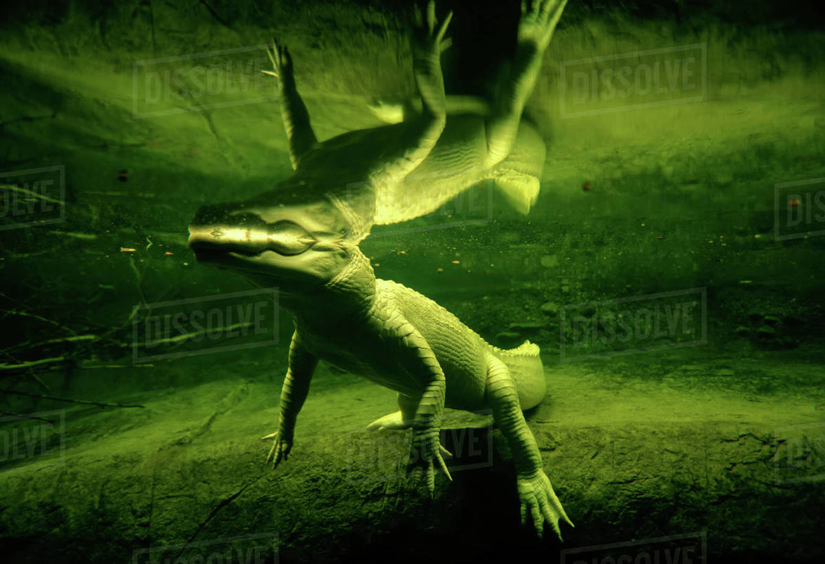 Underwater view of a rare white alligator (Alligator mississippiensis ...