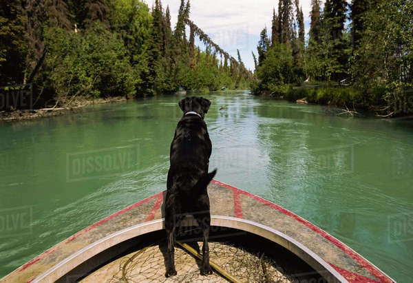 Black labrador dog travels up the Kenai River on a boat's bow, Alaska ...