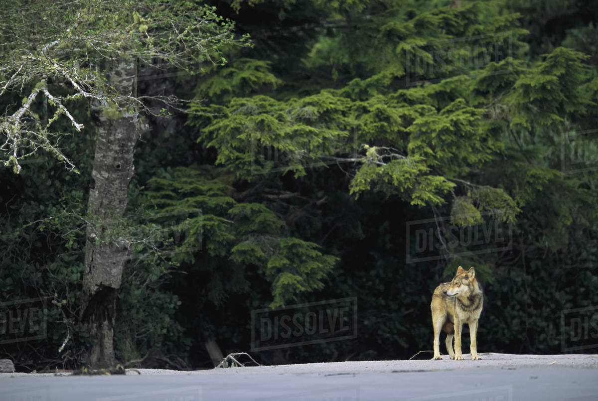 Gray wolf (Canis lupus) standing on the beach in Clayoquot Sound ...