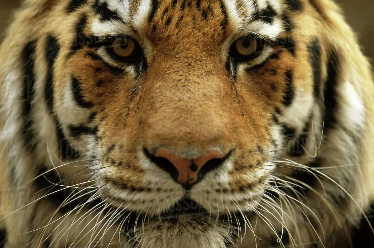 Close-up portrait of the face of a male Siberian tiger (Panthera tigris ...