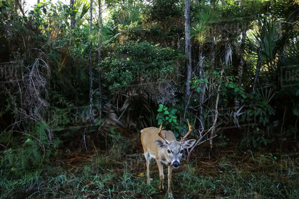 Rare Key deer (Odocoileus virginianus clavium) on the edge of a dense ...
