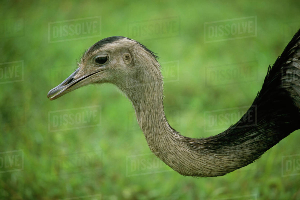 Profile portrait of a Greater rhea (Rhea americana); Pantanal, Brazil ...