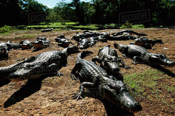 Group of Caimans (Caiman crocodilus crocodilus) on rocky ground near a ...