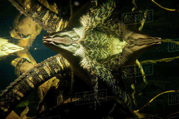 Group of American alligators (Alligator mississippiensis) in a zoo ...