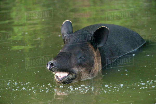 Federally endangered Baird's tapir (Tapirus bairdii) at White Oak ...