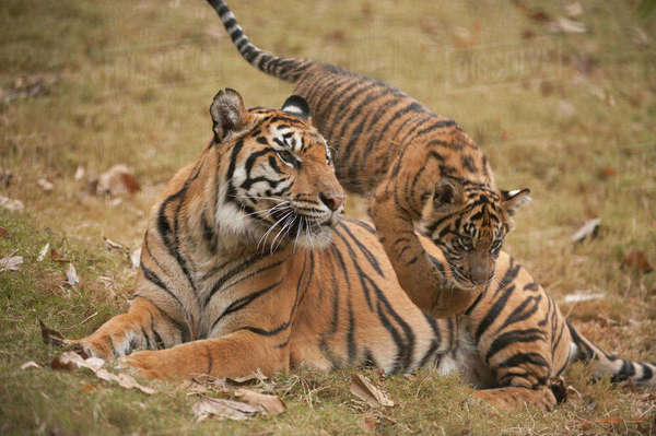 Critically-endangered female Sumatran tiger (Panthera tigris sumatrae ...