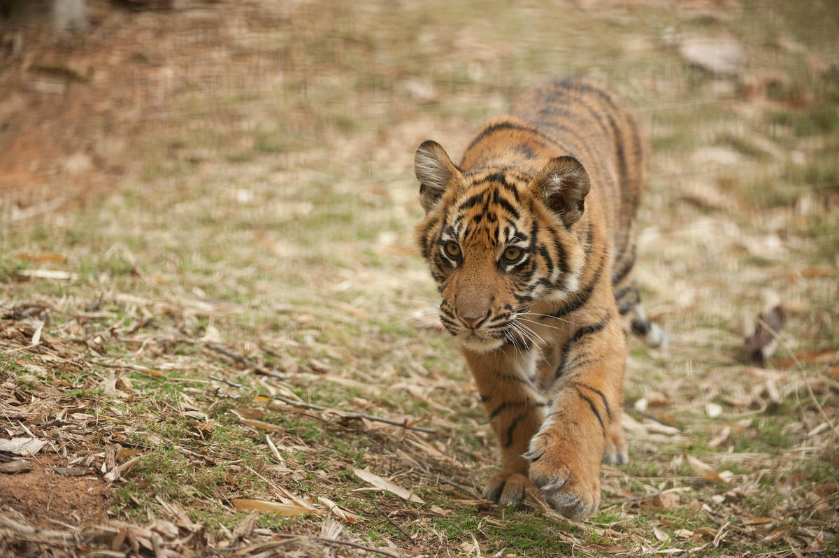Critically-endangered female Sumatran tiger cub (Panthera tigris ...