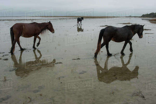 Rare wild Banker horses (Equus ferus caballus) on Shackleford Banks ...