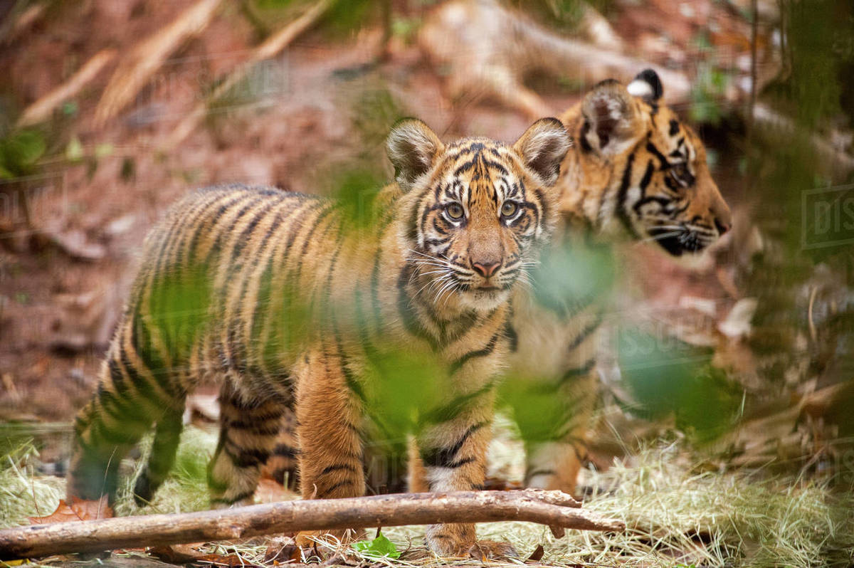 Two critically-endangered Sumatran tiger (Panthera tigris sumatrae ...