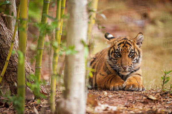 Portrait of a critically-endangered Sumatran tiger five-month-old cub ...
