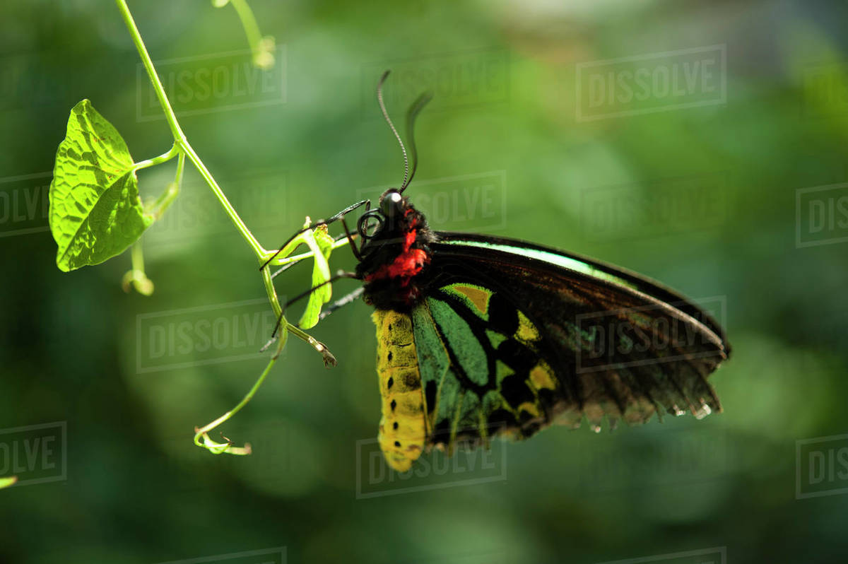 Australian birdwing butterfly (Ornithoptera priamus) resting in a ...