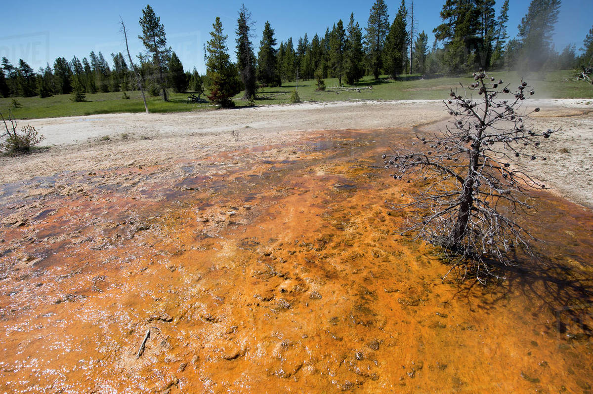 Steam and bacteria cover the ground in part of Yellowstone National ...