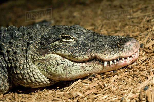 An American alligator (Alligator mississippiensis) shows his teeth as ...