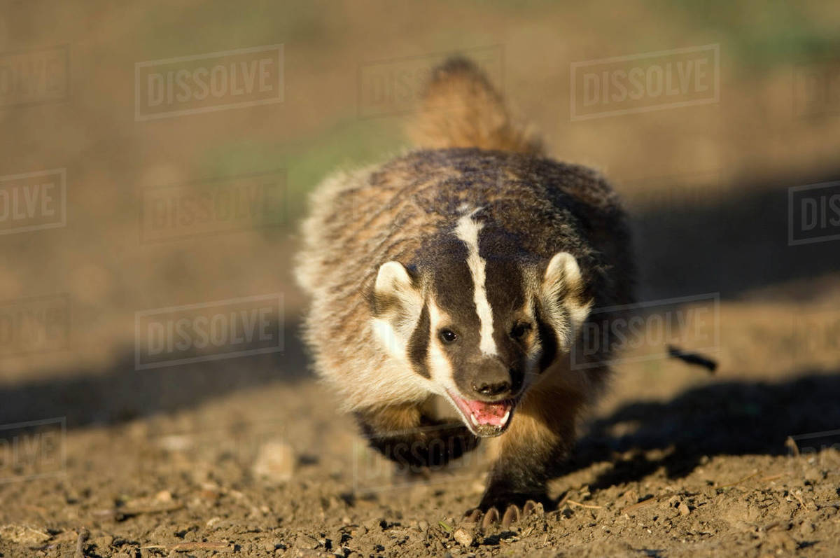Portrait of a hand-raised Badger (Mustelidae) in sunlight, walking ...