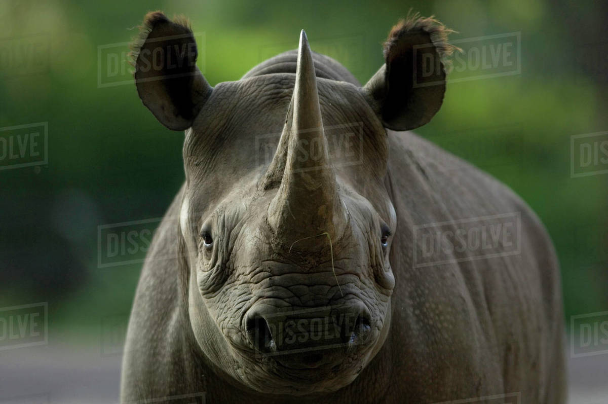 Portrait of a Rhinoceros (Rhinocerotidae) in a zoo enclosure; Wichita ...