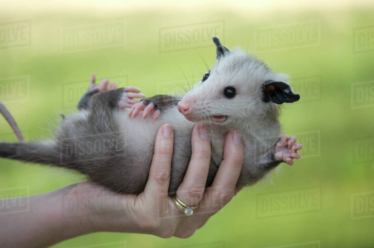 Woman's hand holding a baby Opossum (Didelphis virginiana); Greenleaf ...