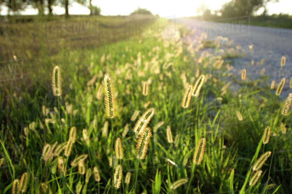 Grasses backlit by the sunlight along a country road; Dunbar, Nebraska ...