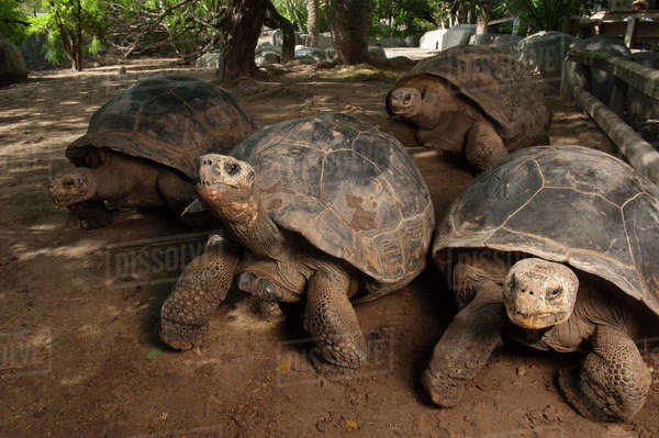 Group of Galapagos tortoises (Chelonoidis nigra) in an enclosure at a ...