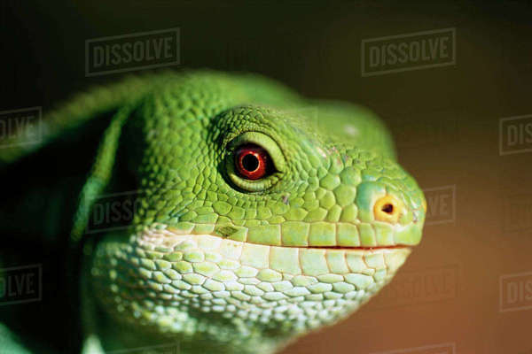 Fijian banded iguana (Brachylophus bulabula) at the Houston Zoo ...