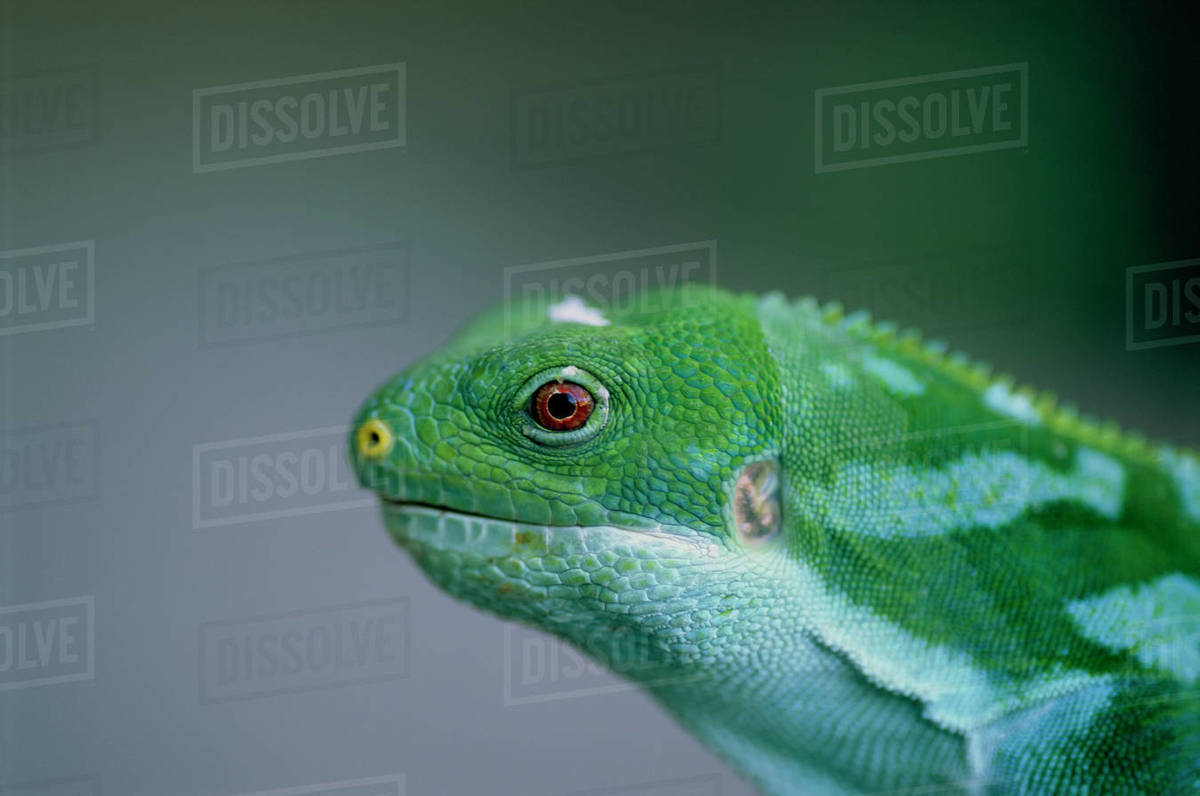Fijian banded iguana (Brachylophus bulabula) at the Houston Zoo ...