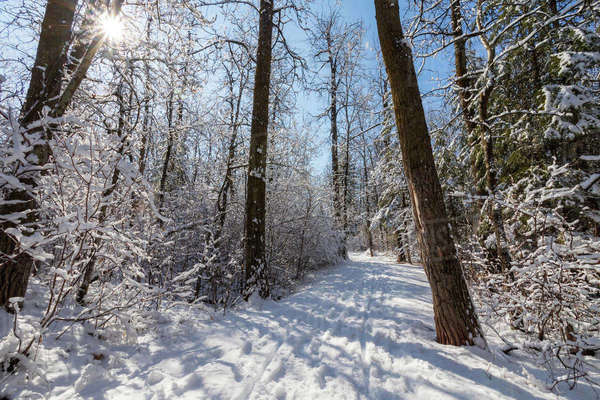 Snow-covered trail through a forest with ski tracks, Rainbow Valley ...