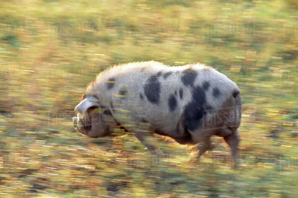Feral hog running in a field; Pantanal Region, Brazil - Royalty-free ...