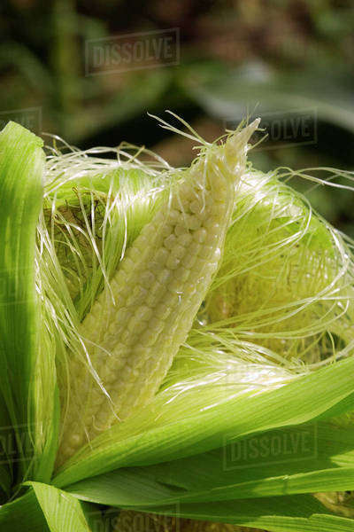 Agriculture - Closeup view of an immature ear of grain corn with the ...