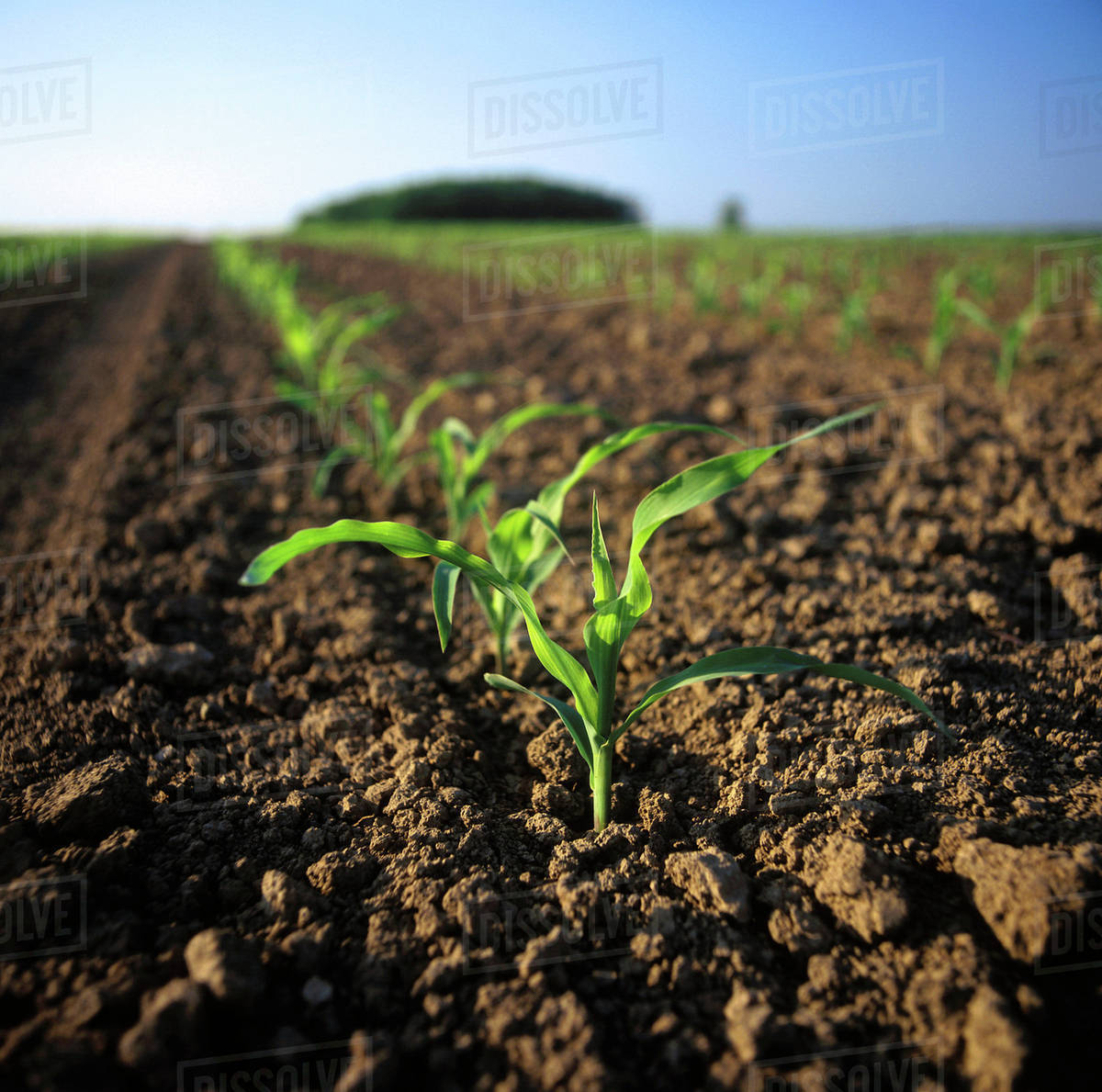 Agriculture - Field of early growth grain corn plants at the four to ...