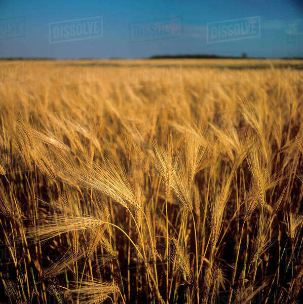 Agriculture - Mature heads of six-row barley ready for harvest ...