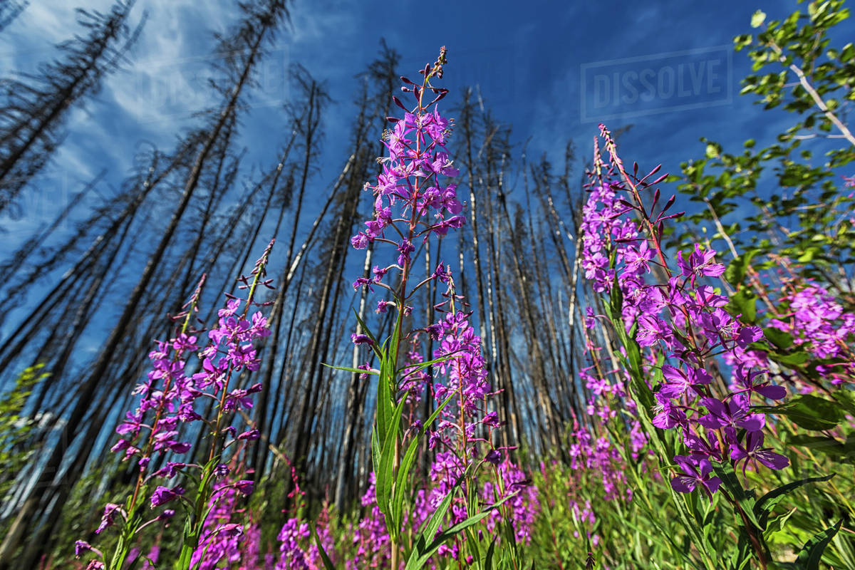 Fireweed (Chamerion angustifolium) in an old burn; Yukon, Canada ...