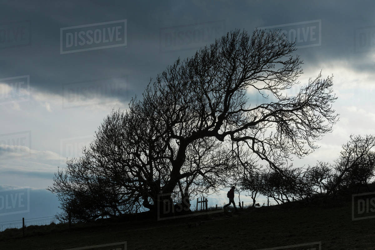 Silhouette of woman walking past a tree near Golden Cap on the Jurassic ...