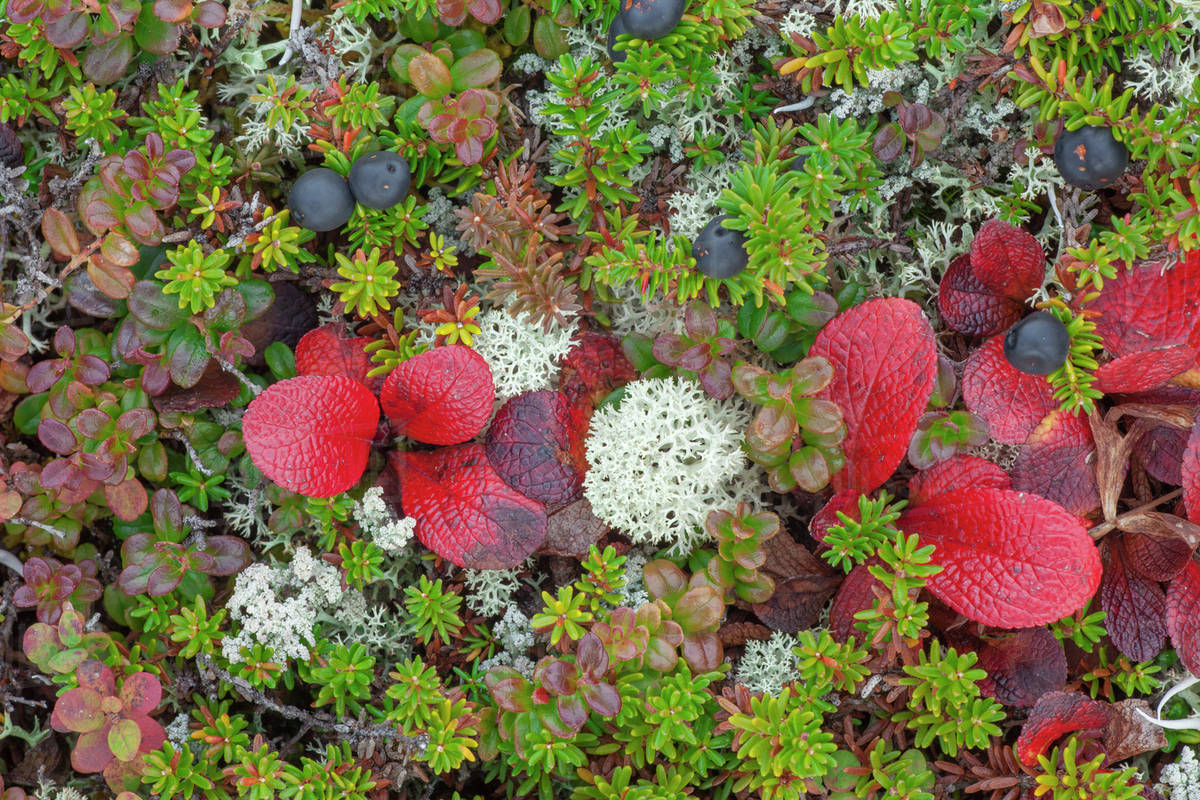 Maco shot of colorful tundra plants near Wonder Lake in Denali National ...