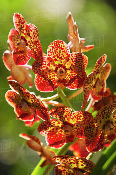 Orchid (Vanda) also known as Maui Spots; Maui, Hawaii, United States of ...