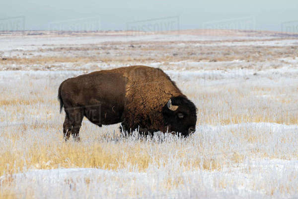 Bison (Bison bison) grazing in a snowy meadow at the Rocky Mountain ...