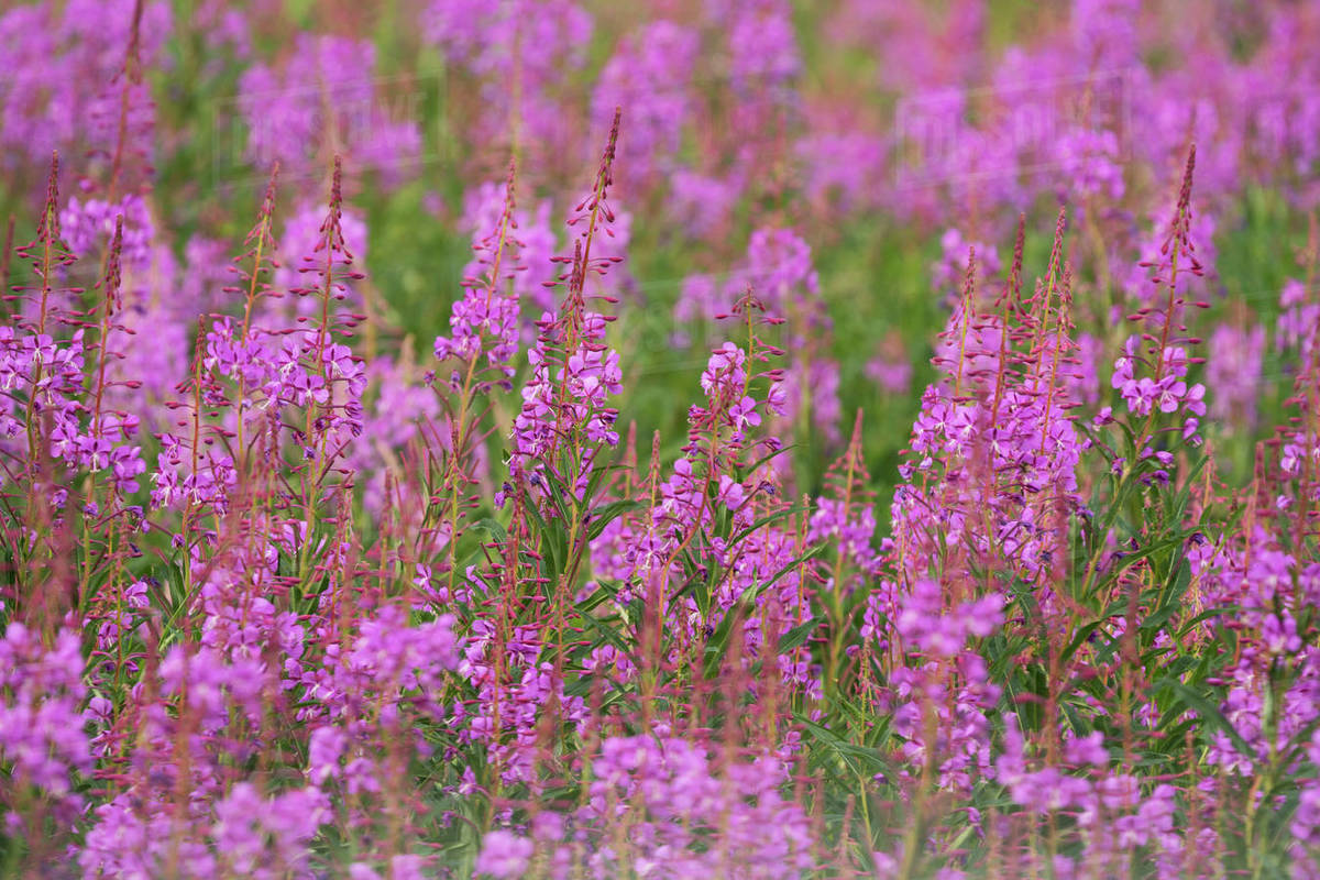 Field of fireweed (Chamaenerion angustifolium), the official flower of Yukon; Whitehorse, Yukon ...
