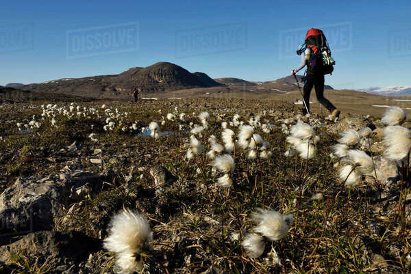 Team members of a climate change expedition in Greenland are hiking in ...
