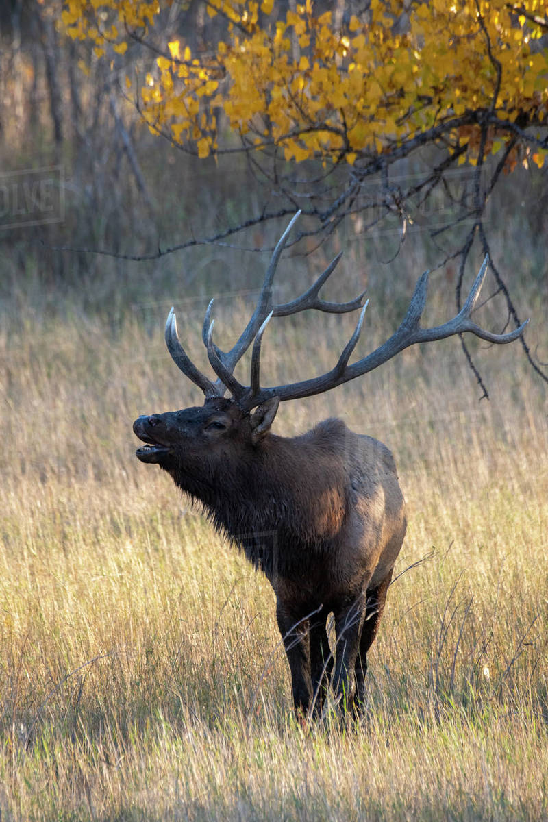 Magnificent Bull Elk (Cervus canadensis) bugling during the fall rut at ...