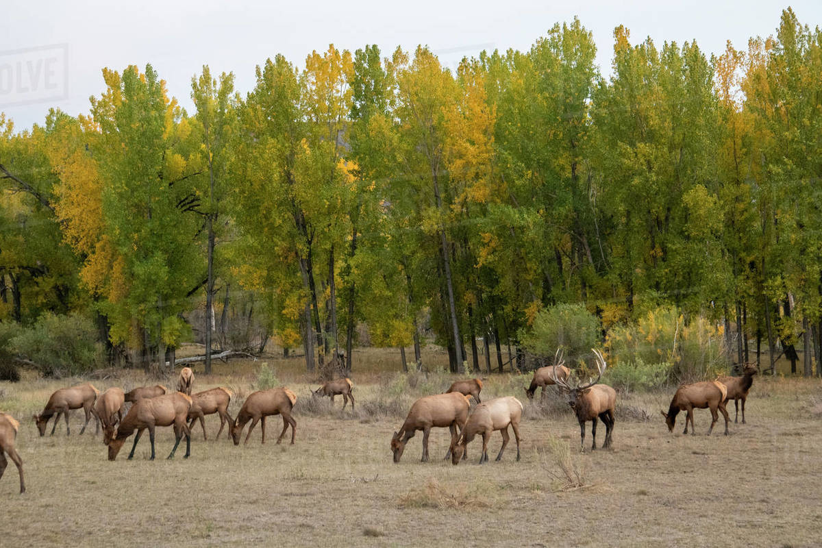 Magnificent Bull Elk (Cervus canadensis) surrounded by his harem of ...