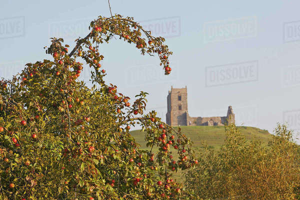 An apple-loaded apple tree, with the Church of St Michael on Burrow ...