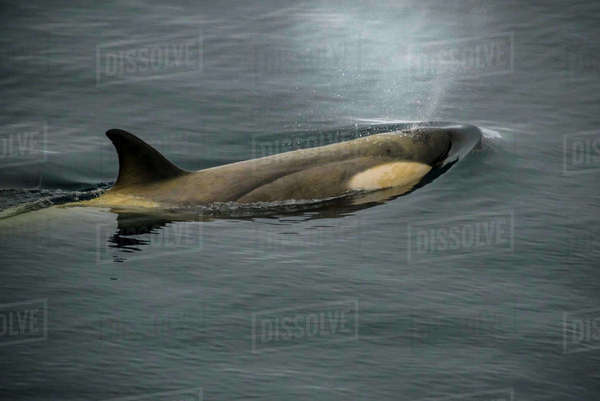 Orca (Orcinus orca) navigating the Lemaire Channel early in the morning ...